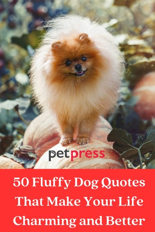 50 Fluffy Dog Quotes That Make Your Life Charming and Better