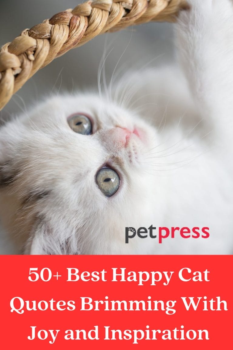 50+ Best Happy Cat Quotes Brimming With Joy and Inspiration