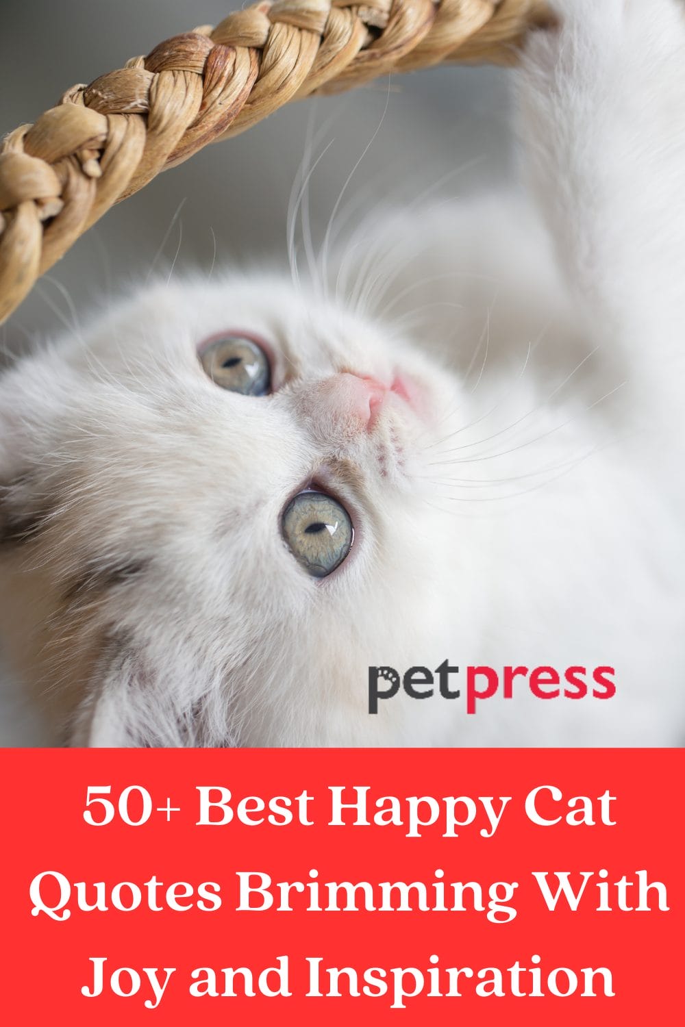 50+ Best Happy Cat Quotes Brimming With Joy and Inspiration