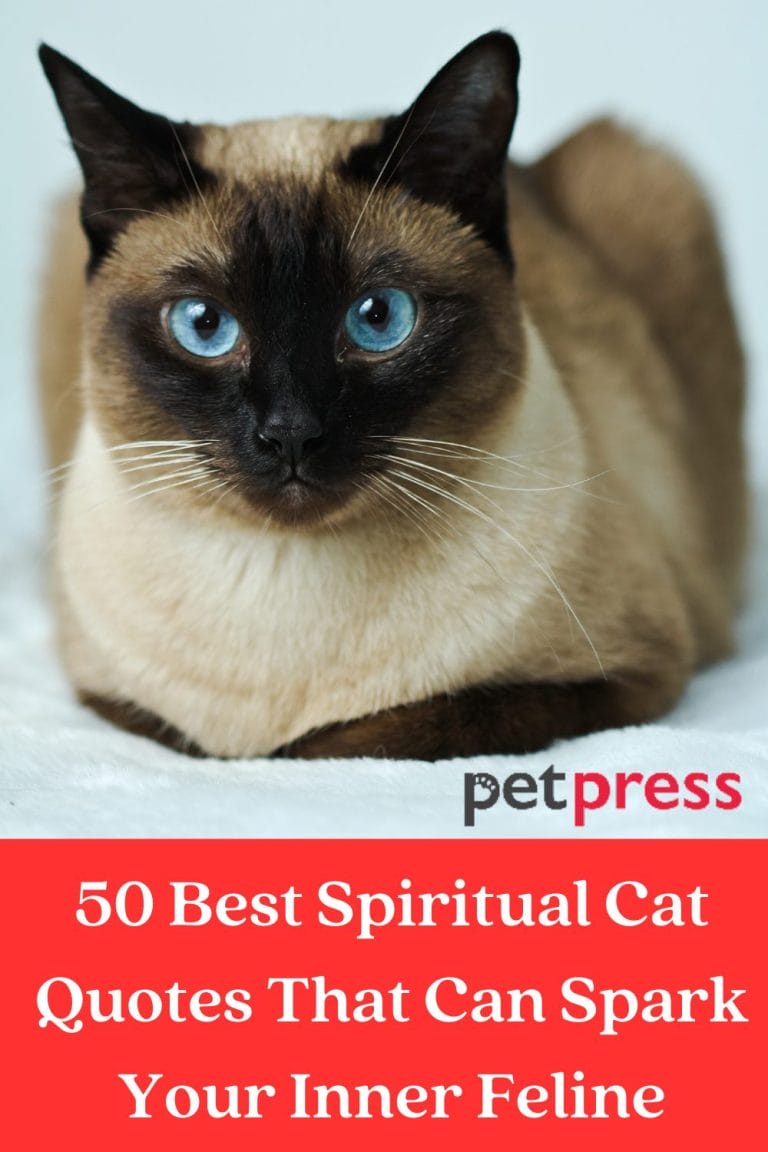 50 Best Spiritual Cat Quotes That Can Spark Your Inner Feline