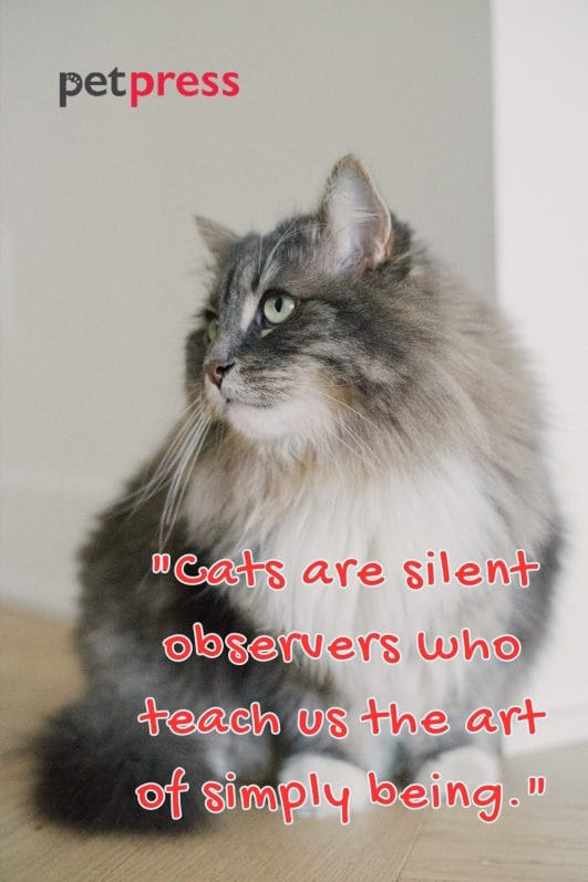 50+ Best Cat Wisdom Quotes That Inspire Your Inner Feline
