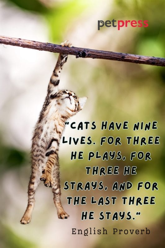 50+ Famous Cat Quotes: A Paws-itive Source of Wisdom for Life