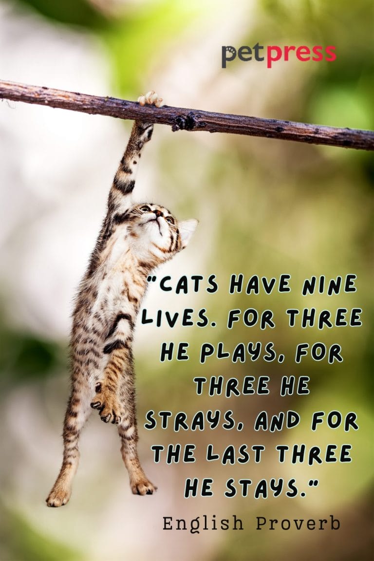 50+ Famous Cat Quotes: A Paws-itive Source of Wisdom for Life