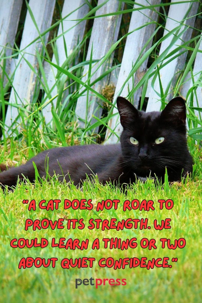 50 Inspiring Cat Attitude Quotes and the Wisdom They Impart