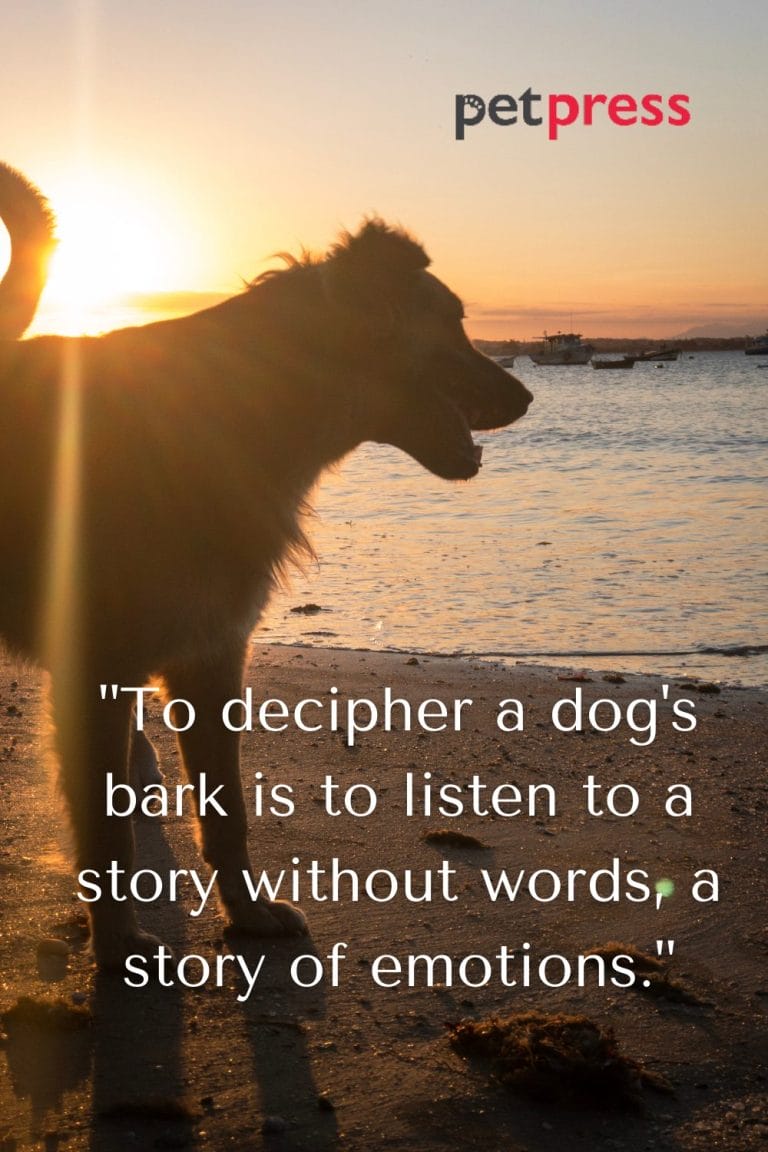 Over 50 Best Dog Bark Quotes Collection That Can Inspire You