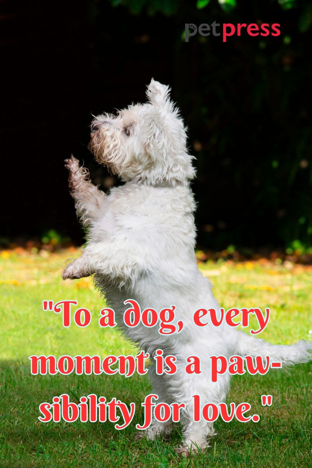 50+ Love Dog Paw Quotes and the Wisdom Embedded Within