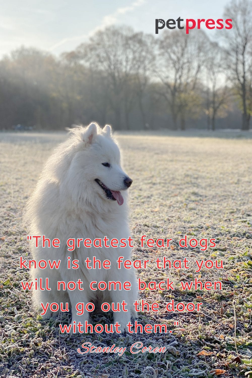 Unleash the 50+ Heartwarming Dog Quotes That Touch the Heart