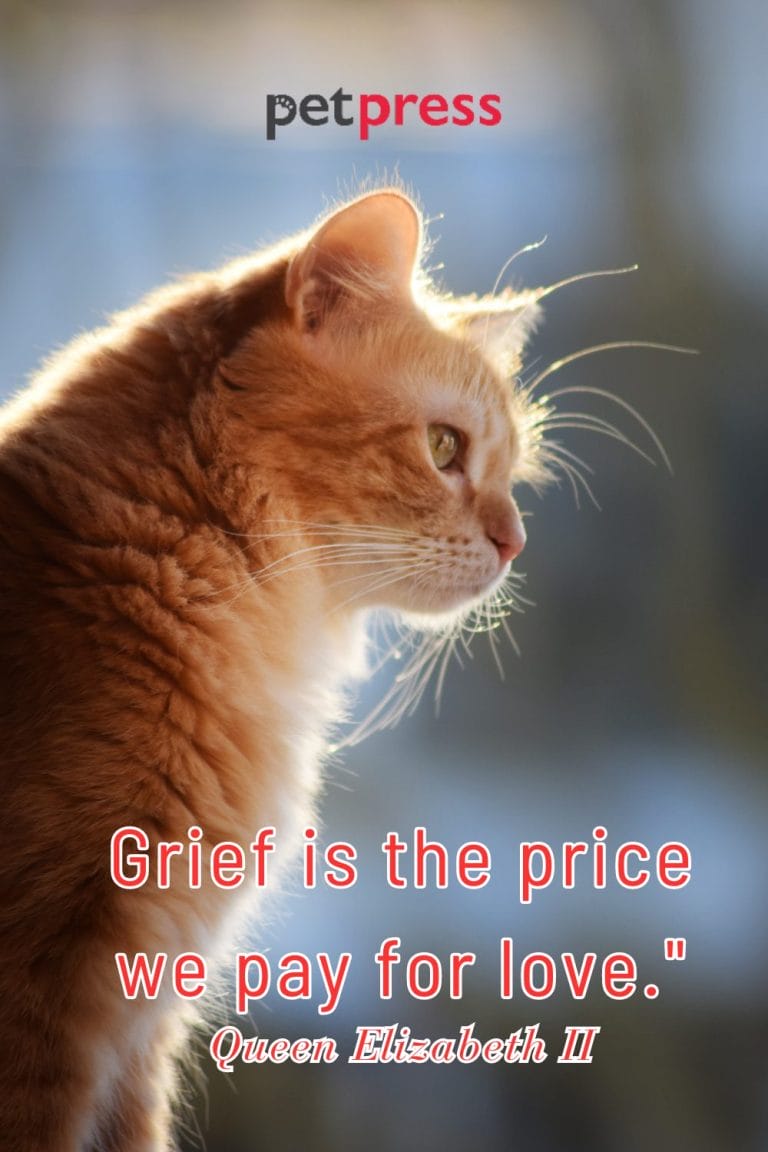 50+ Loss of a Cat Quotes That Can Help You Navigate the Grief