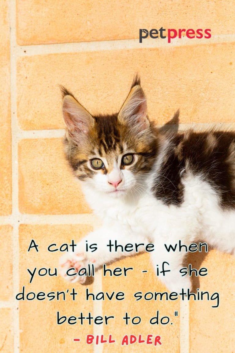 Purr-Fect Wisdom: 50 Short Cat Quotes to Brighten Your Day