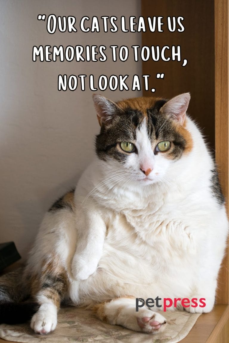50+ Inspiring Cat Passing Quotes and the Wisdom We Gain