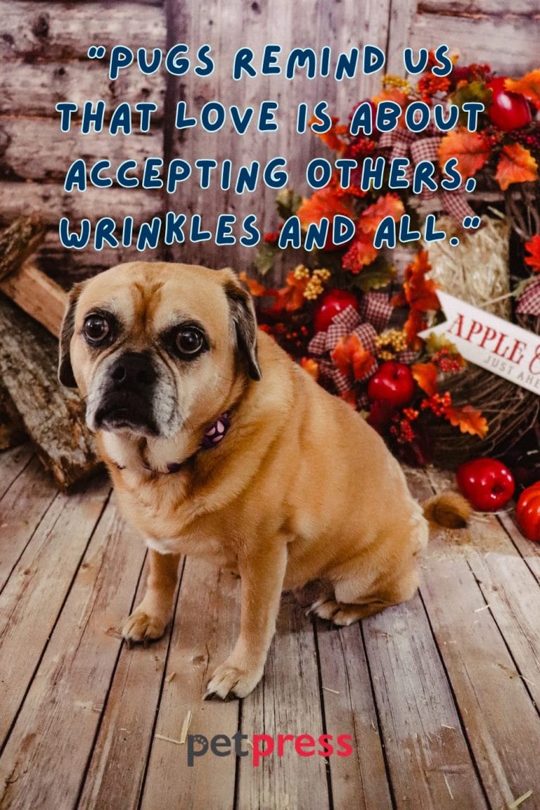 50 Best Pug Dog Quotes That Reflect Their Witty Nature - PetPress