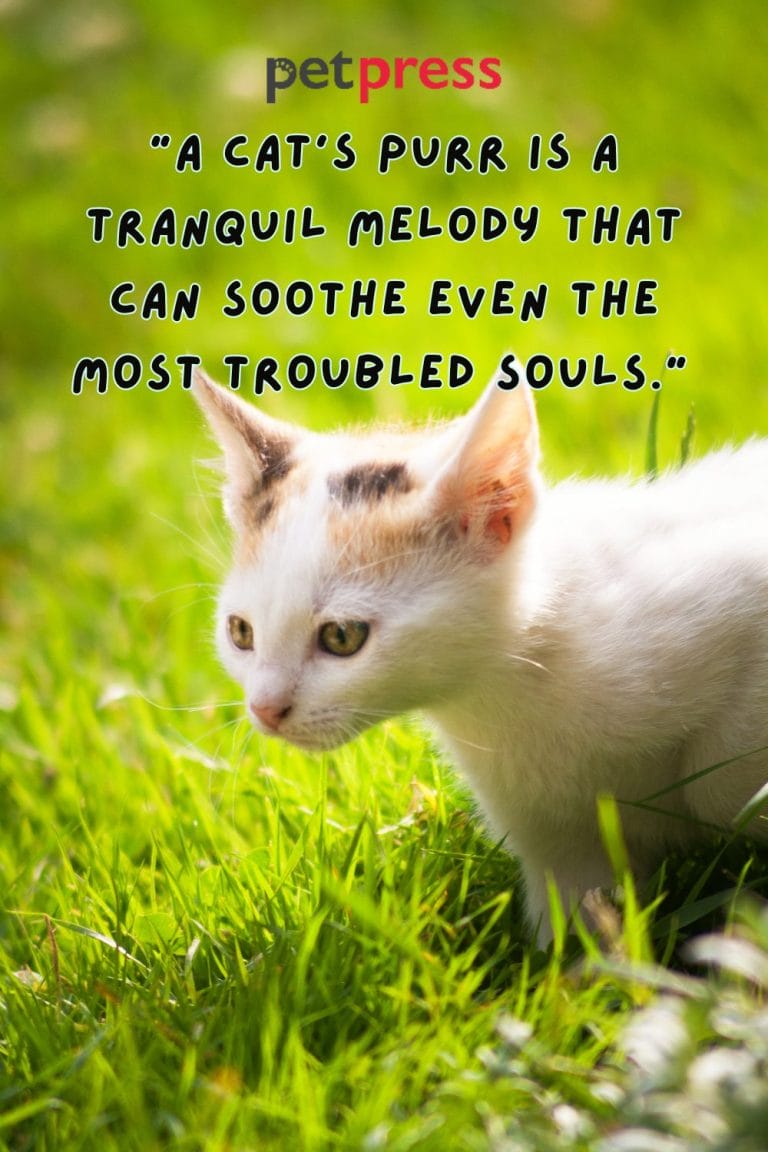 50+ Best Happy Cat Quotes Brimming With Joy and Inspiration