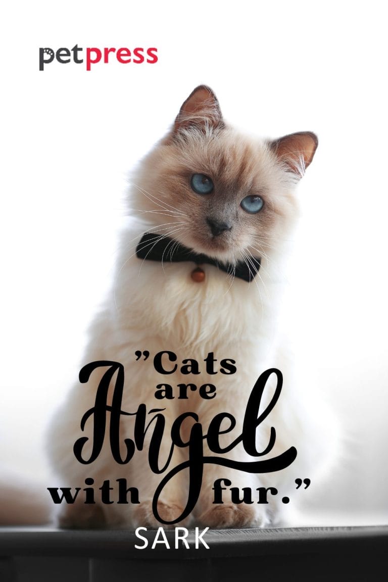 50 Best Spiritual Cat Quotes That Can Spark Your Inner Feline
