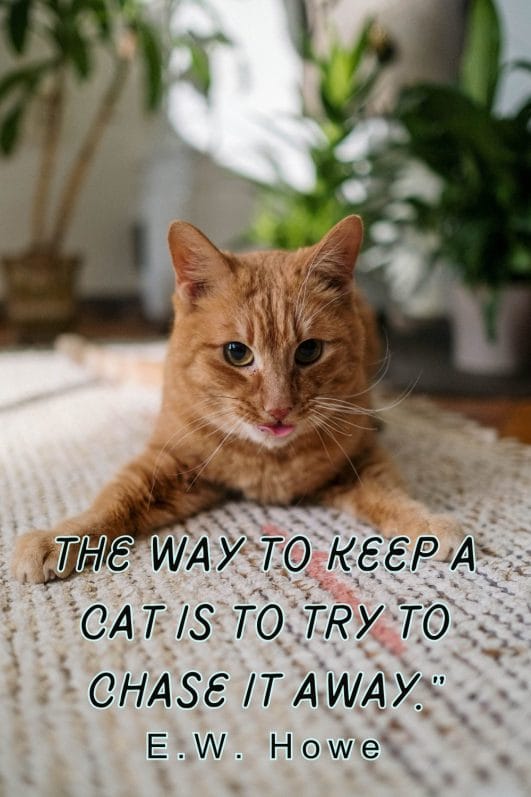 50+ Famous Cat Quotes: A Paws-itive Source of Wisdom for Life