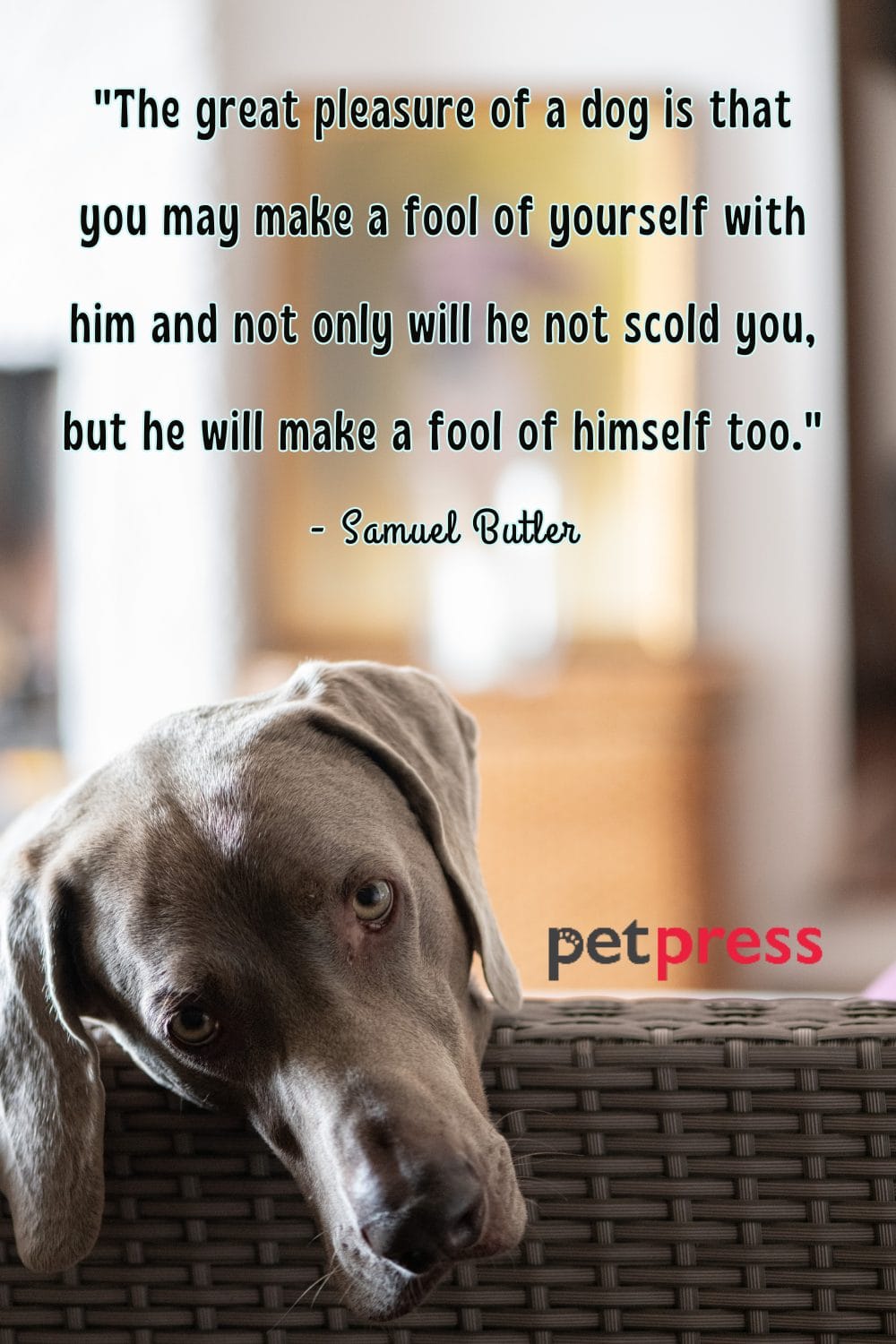 50+ Quotes About a Dog’s Love That Are Full of Wisdom - PetPress