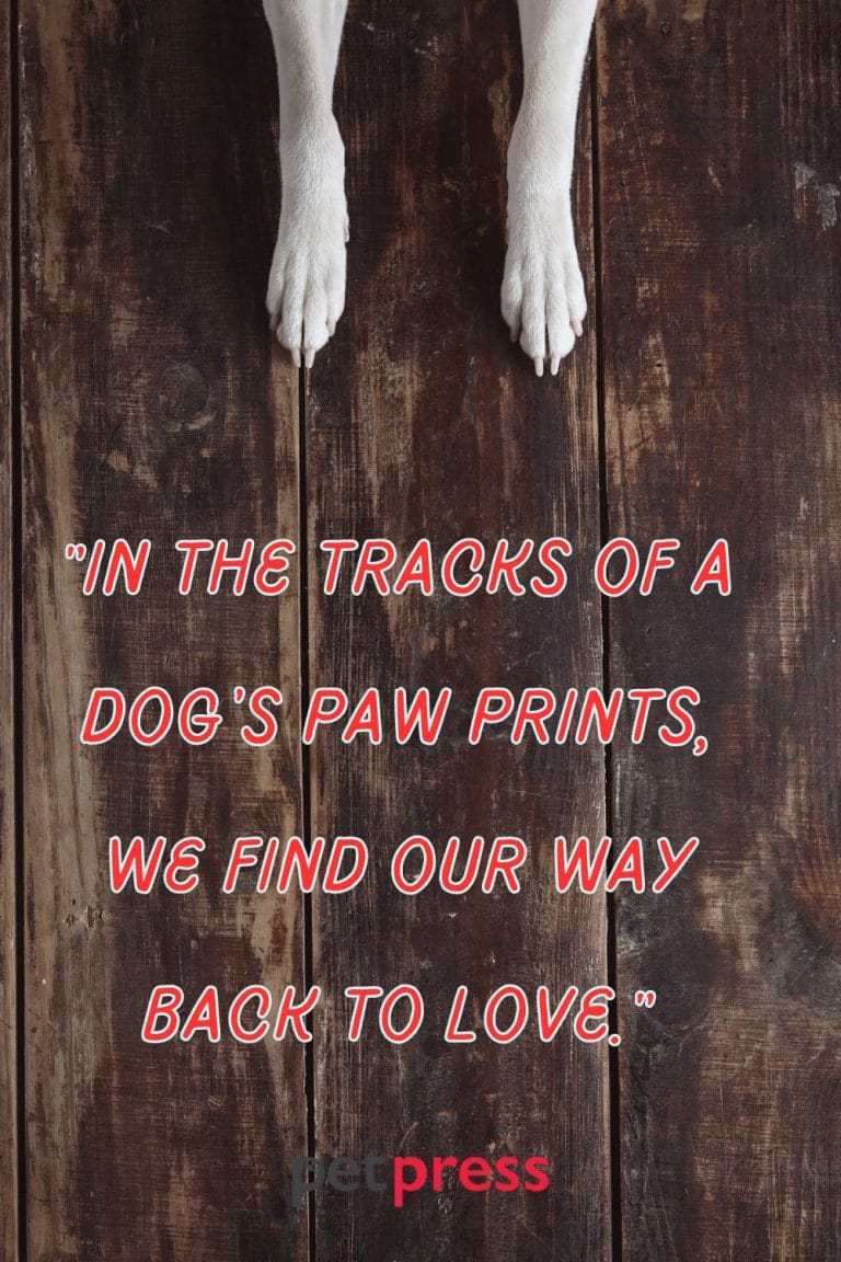 50+ Love Dog Paw Quotes and the Wisdom Embedded Within
