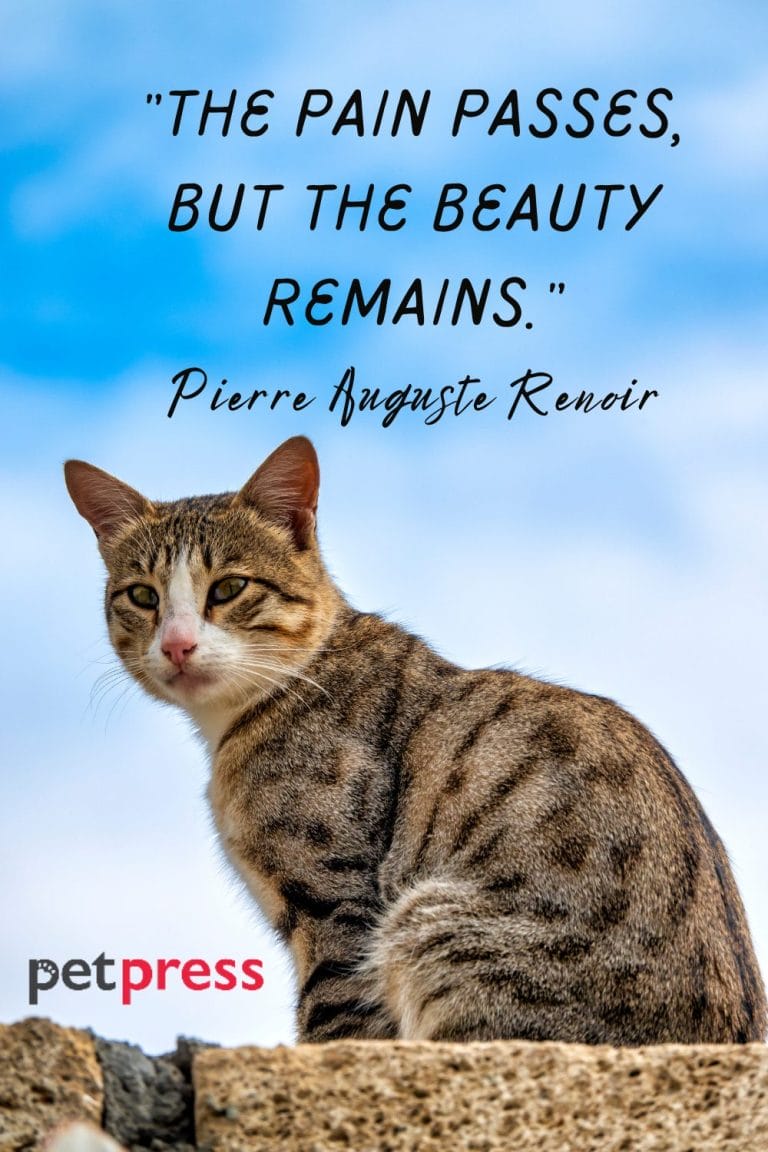 50+ Loss of a Cat Quotes That Can Help You Navigate the Grief