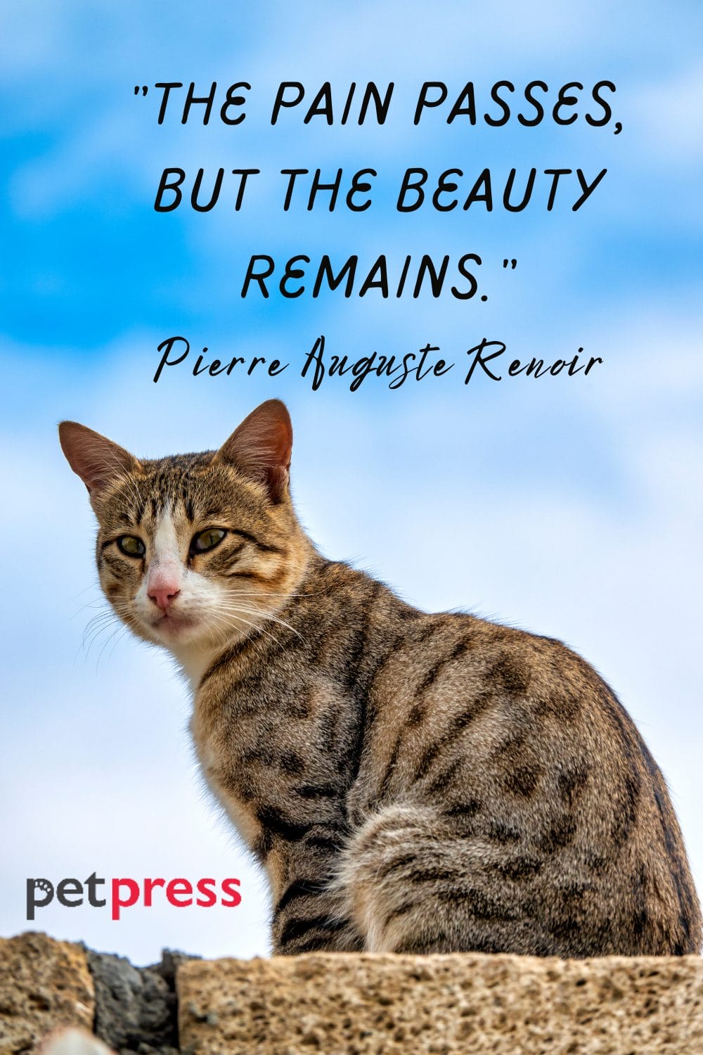 50+ Loss of a Cat Quotes That Can Help You Navigate the Grief