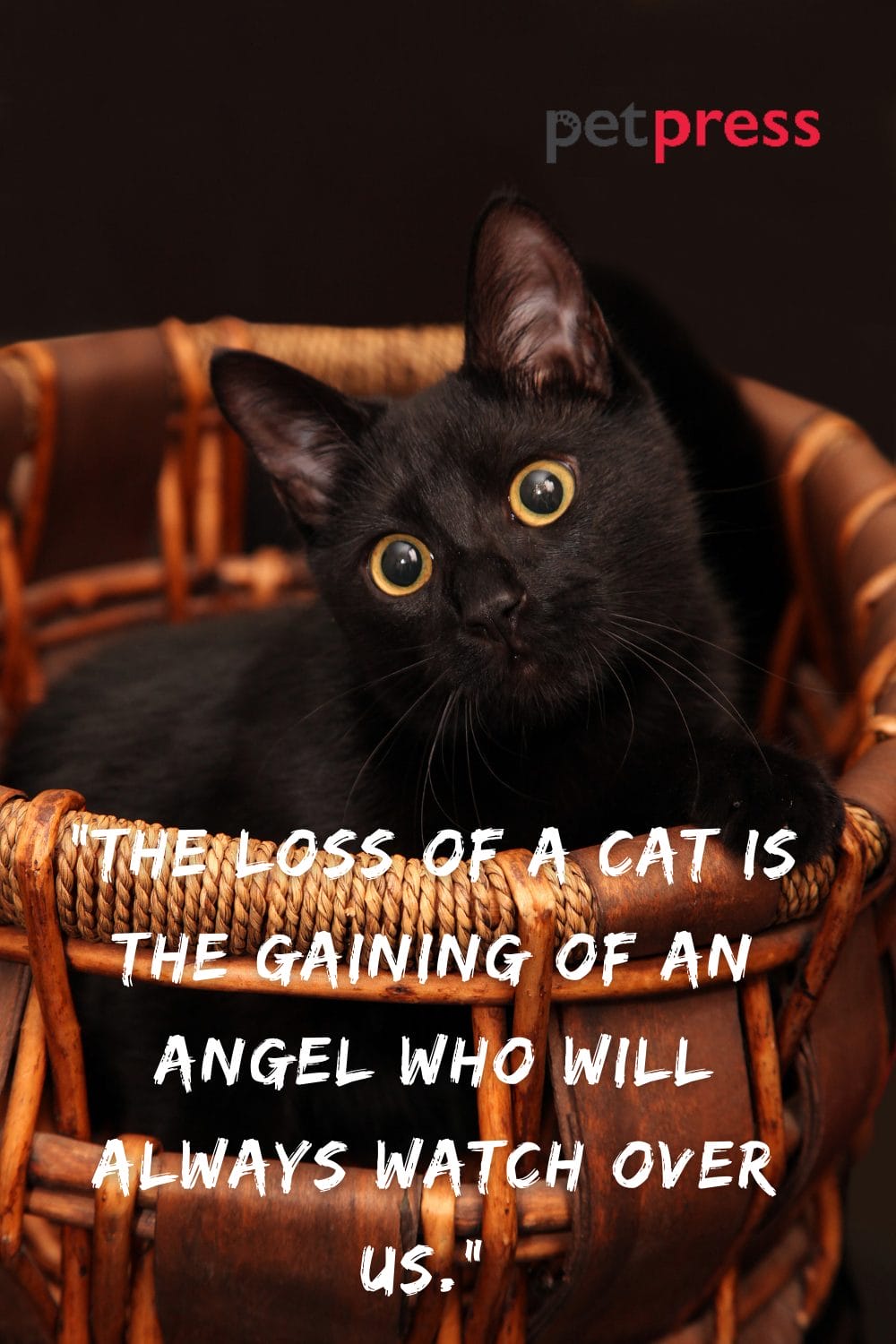 50+ Inspiring Cat Passing Quotes and the Wisdom We Gain