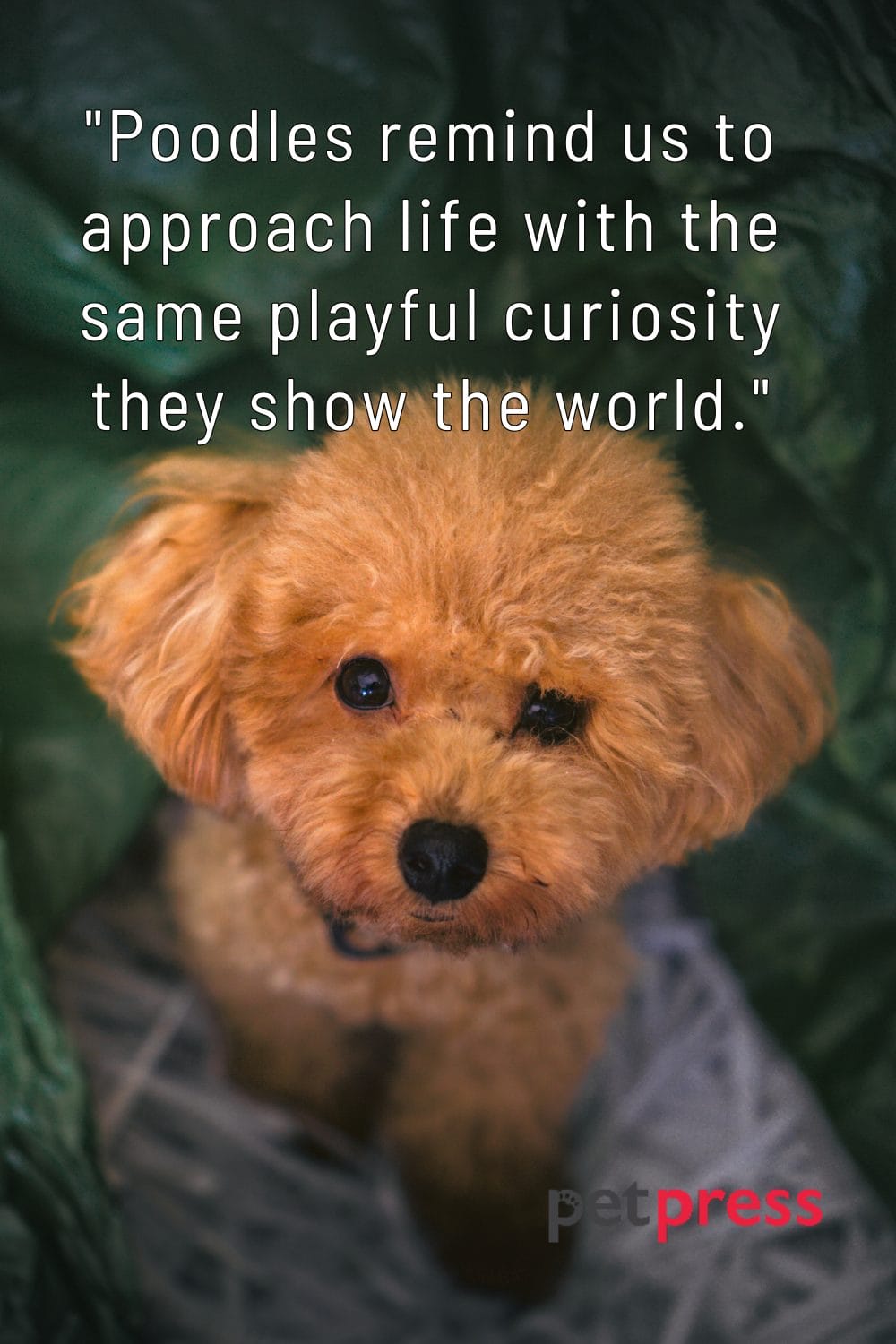 Decoding Life Wisdom From Over 50 Poodle Dog Quotes