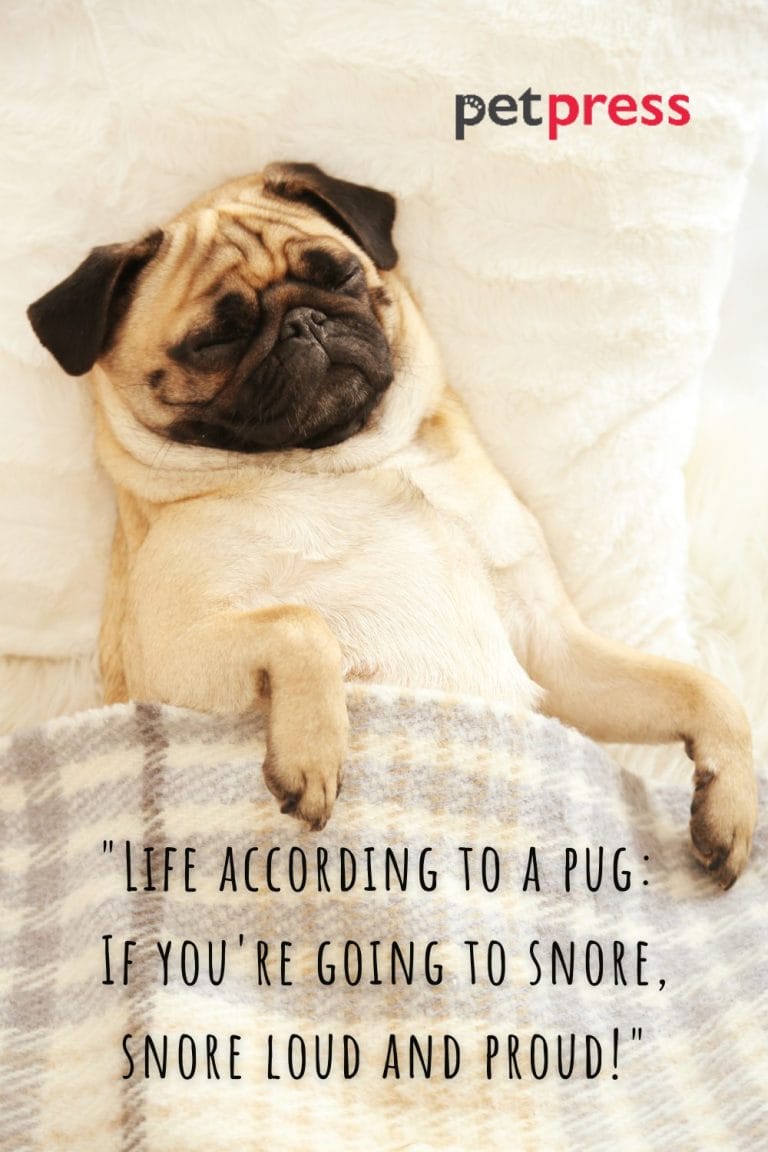 50 Best Pug Dog Quotes That Reflect Their Witty Nature - PetPress