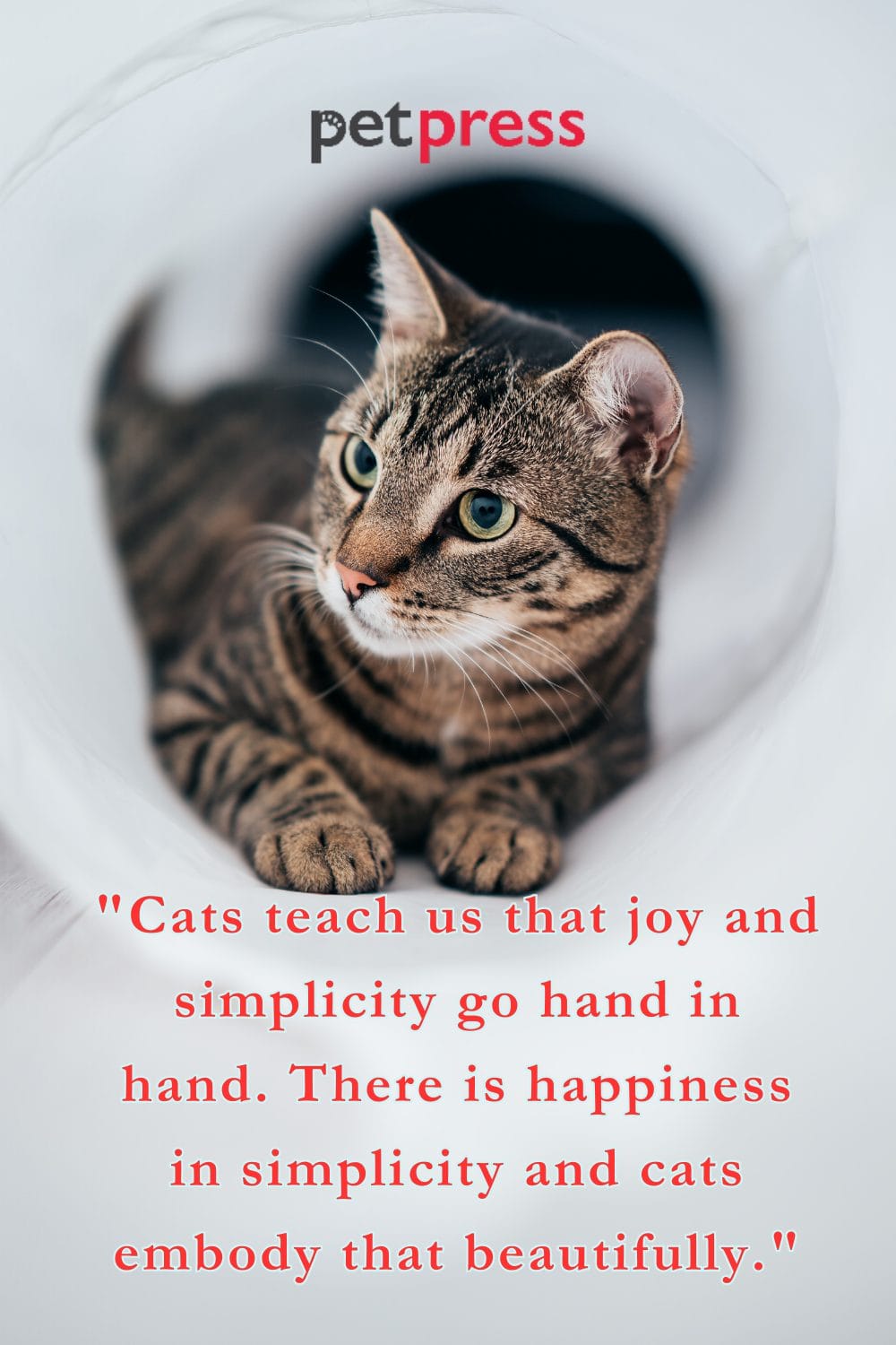 50+ Best Happy Cat Quotes Brimming With Joy and Inspiration