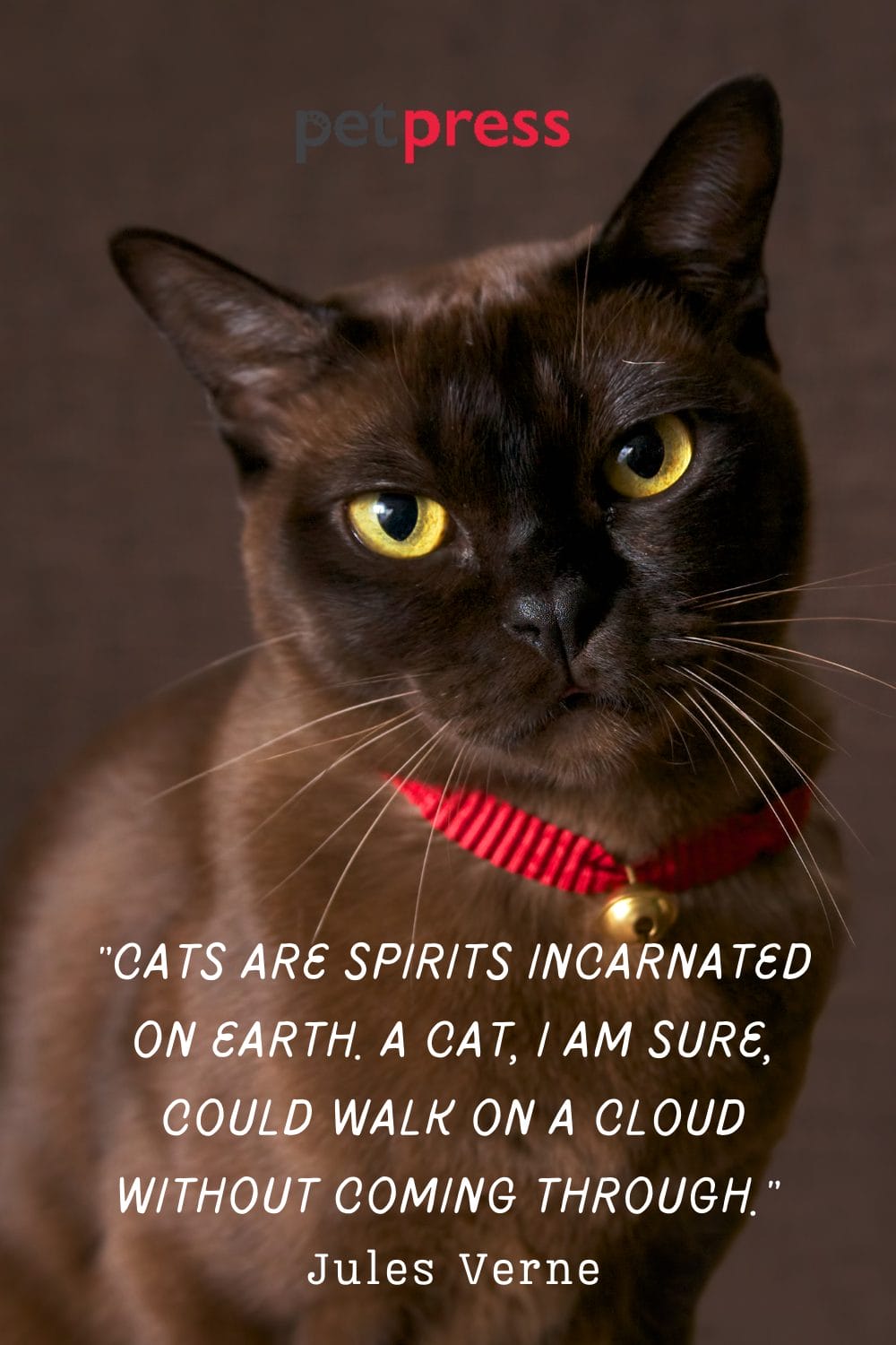 50 Best Spiritual Cat Quotes That Can Spark Your Inner Feline