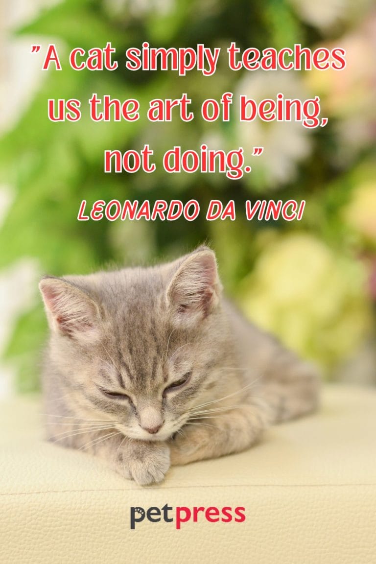 50+ Best Cat Wisdom Quotes That Inspire Your Inner Feline