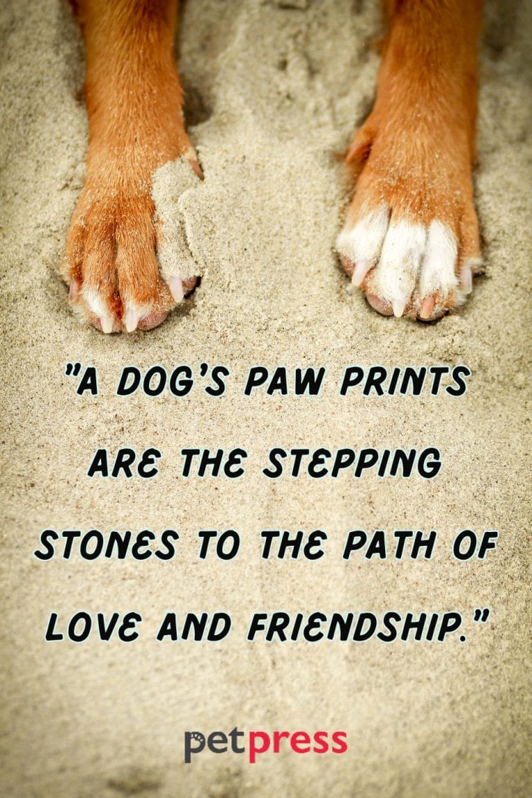 50+ Love Dog Paw Quotes and the Wisdom Embedded Within