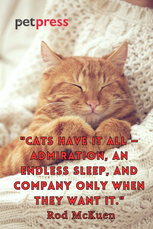50+ Best Cat Wisdom Quotes That Inspire Your Inner Feline