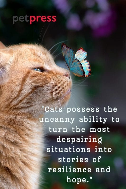 Real Talk: Over 50 Rescue Cat Quotes to Inspire and Delight