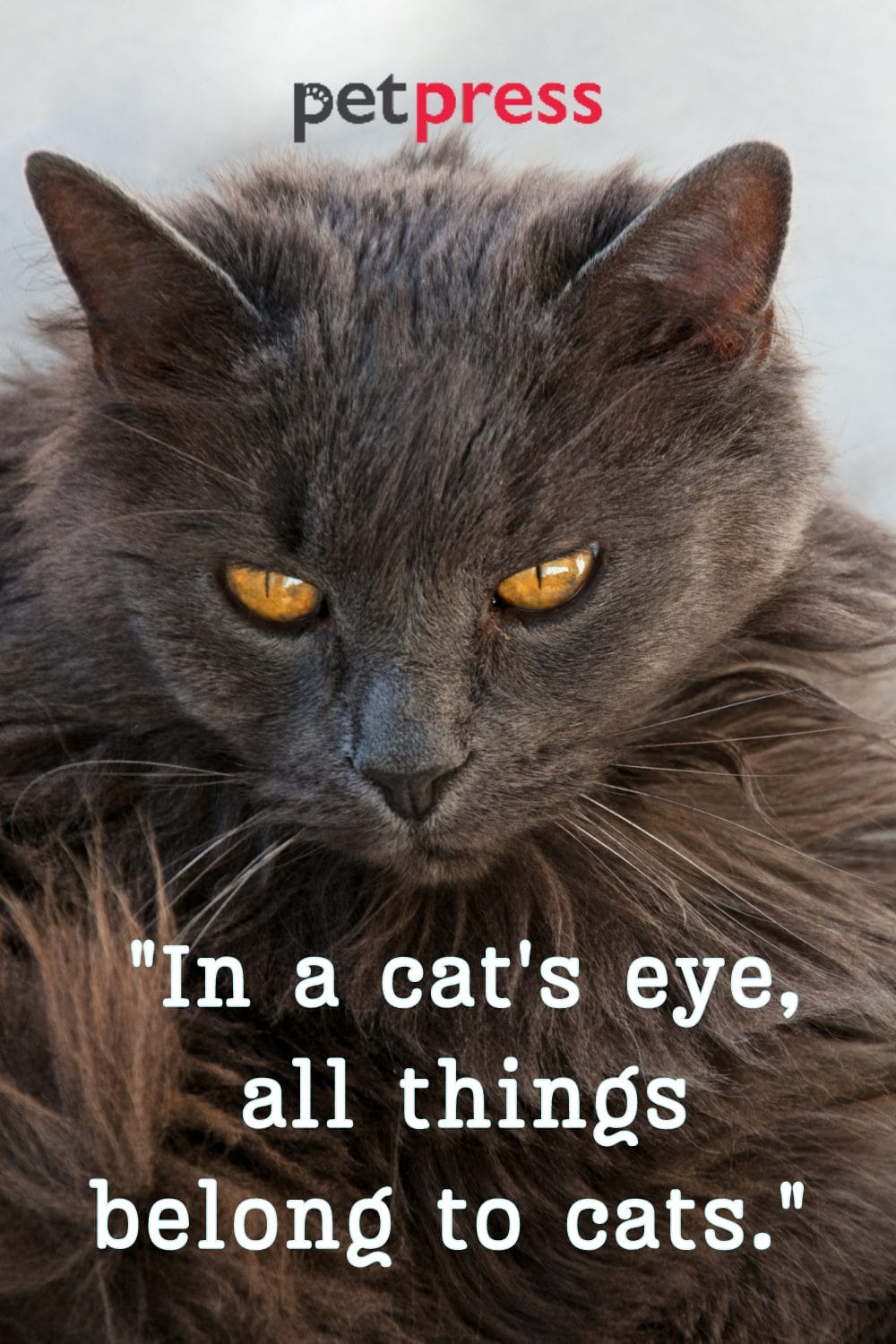 50 Inspiring Cat Attitude Quotes and the Wisdom They Impart