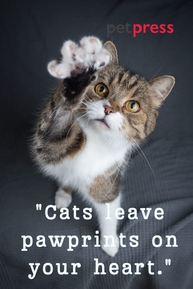 50 Purr-fect Cat Friendship Quotes and the Wisdom They Offer