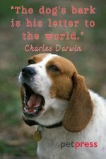 Over 50 Best Dog Bark Quotes Collection That Can Inspire You