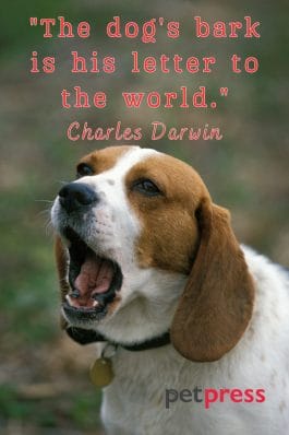 Over 50 Best Dog Bark Quotes Collection That Can Inspire You