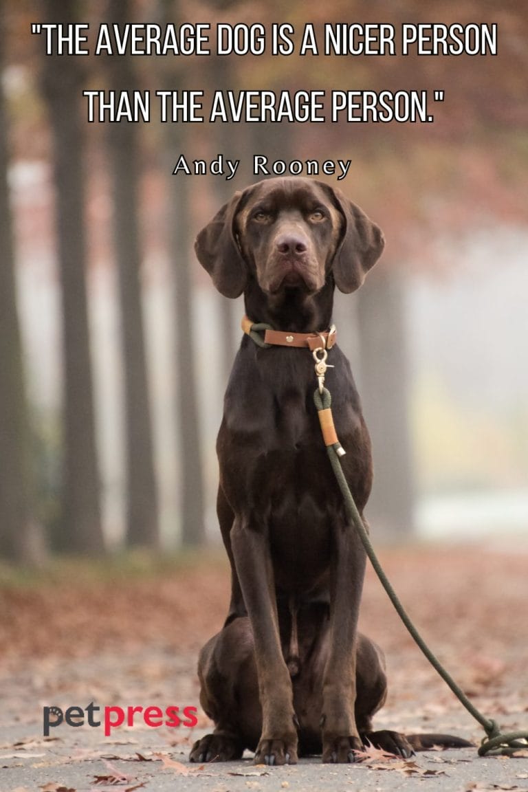 Unleash the 50+ Heartwarming Dog Quotes That Touch the Heart