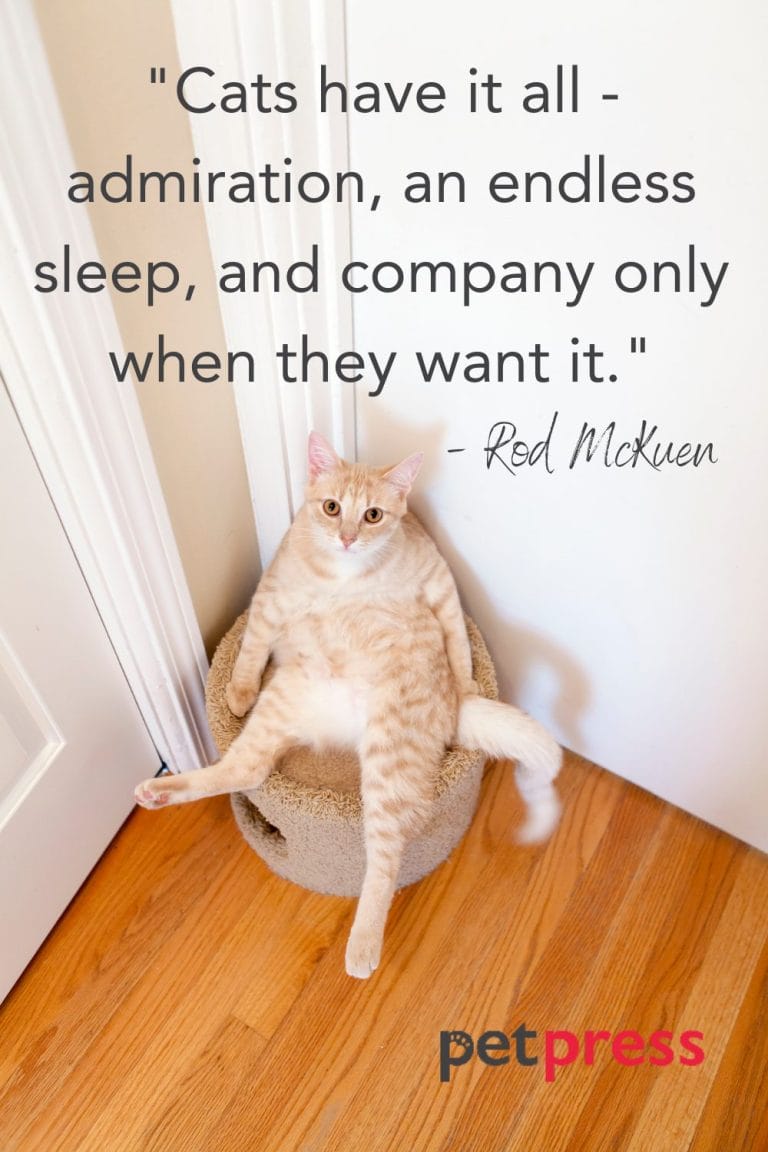 Purrfect Punchlines: Funny Cat Quotes and Their Life Wisdom