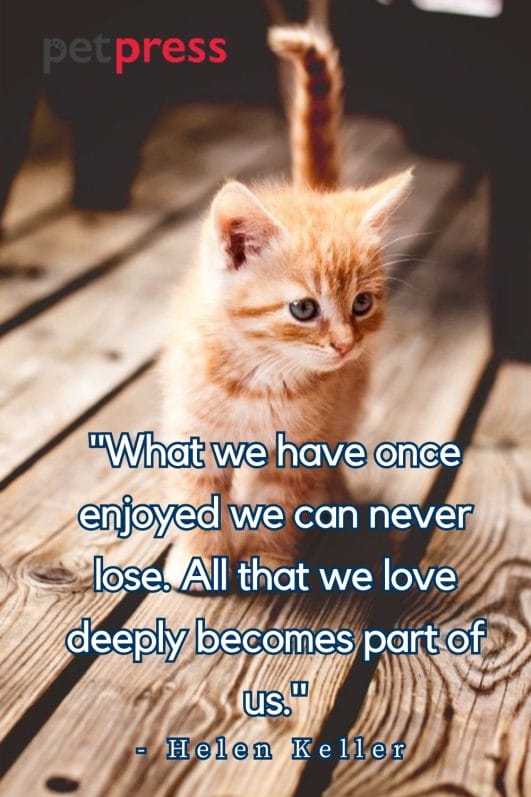 50+ Loss of a Cat Quotes That Can Help You Navigate the Grief