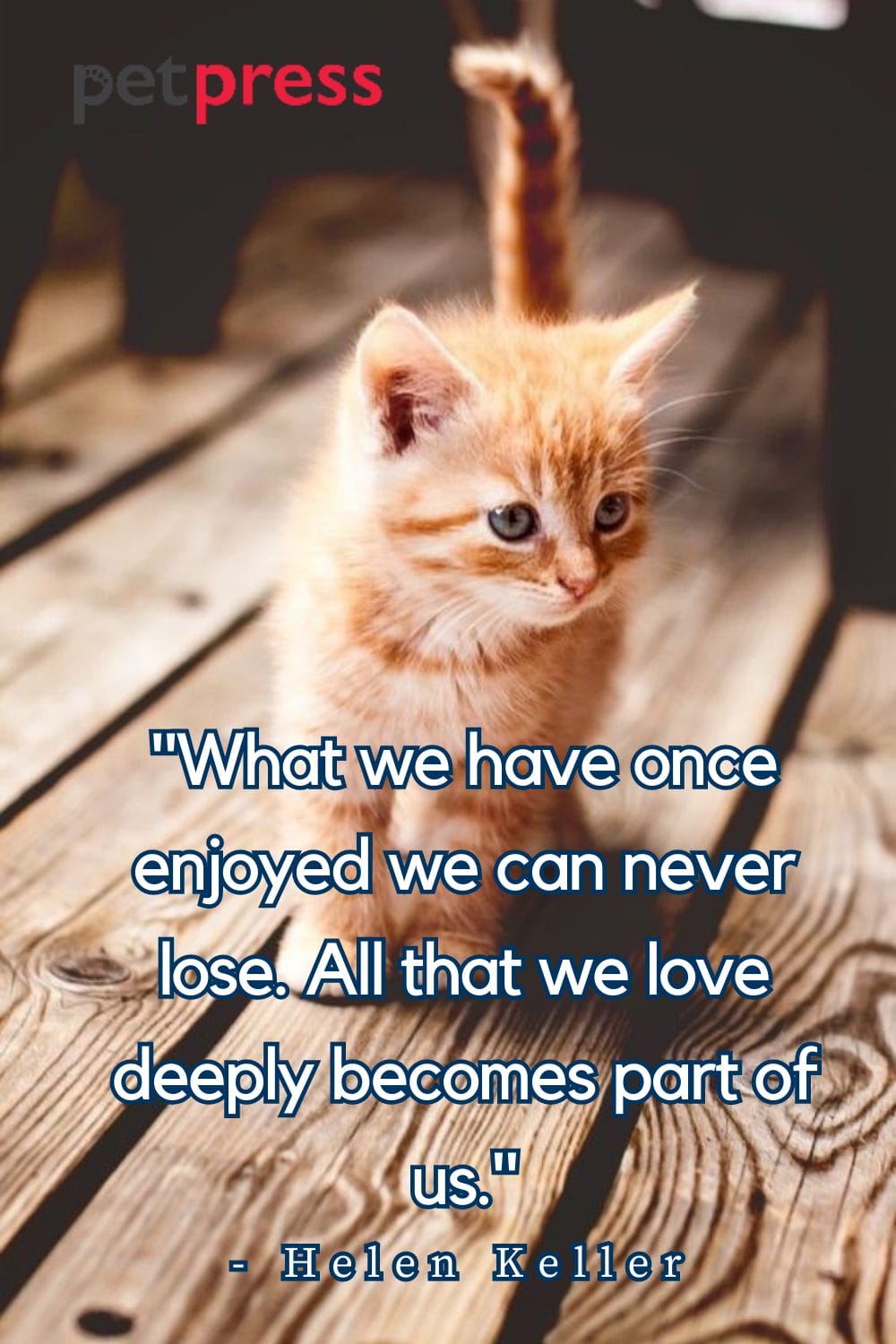 50+ Loss of a Cat Quotes That Can Help You Navigate the Grief