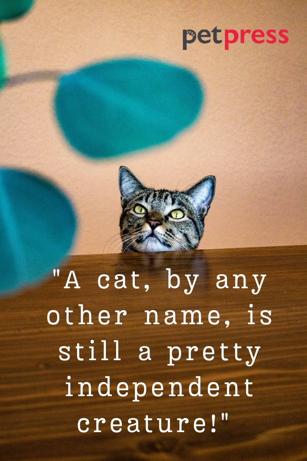 Purr-Fect Wisdom: 50 Short Cat Quotes to Brighten Your Day
