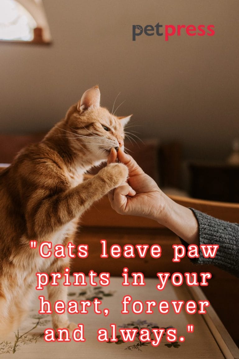 50+ Inspiring Cat Passing Quotes and the Wisdom We Gain