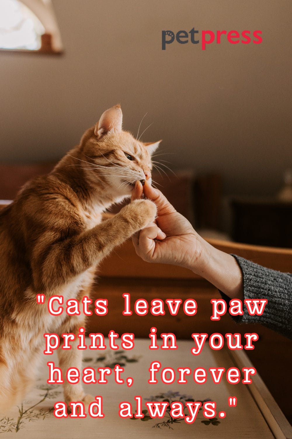 50+ Inspiring Cat Passing Quotes and the Wisdom We Gain