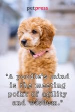 Decoding Life Wisdom From Over 50 Poodle Dog Quotes