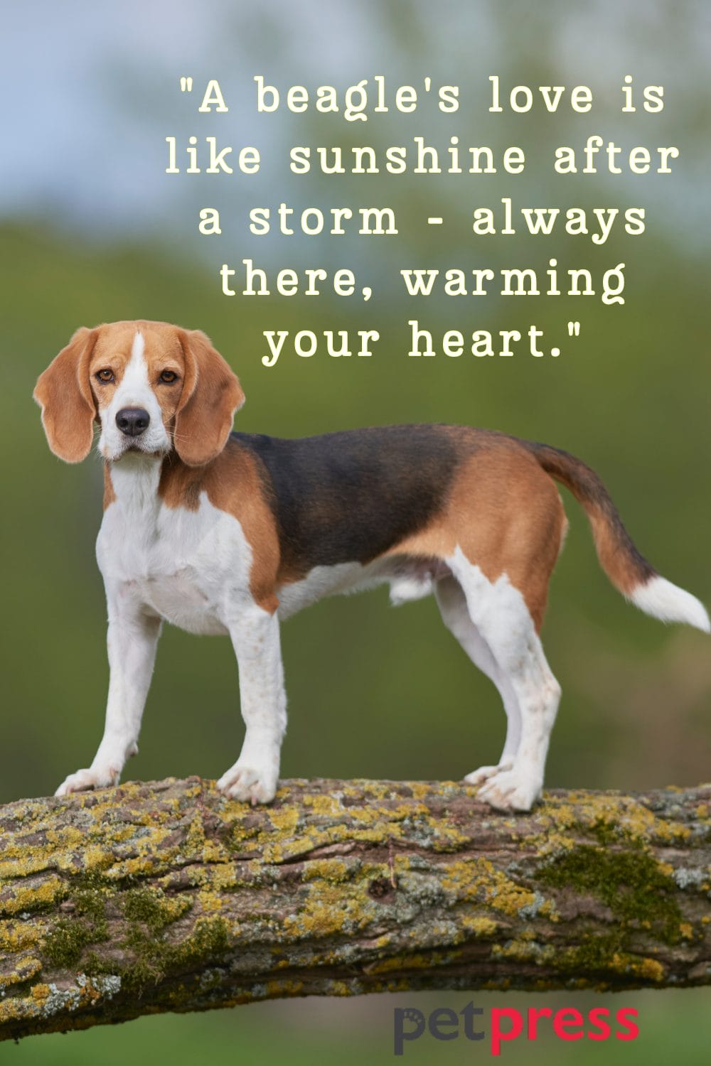 50 Inspiring Beagle Dog Quotes to Enlighten Your Day - PetPress