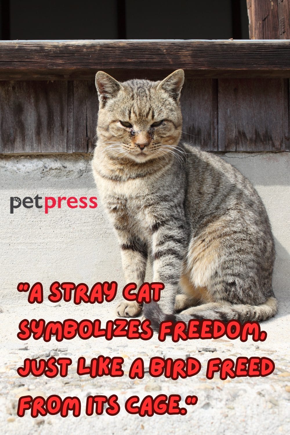 50 Best Stray Cat Quotes That Inspire and Tickle Your Whiskers