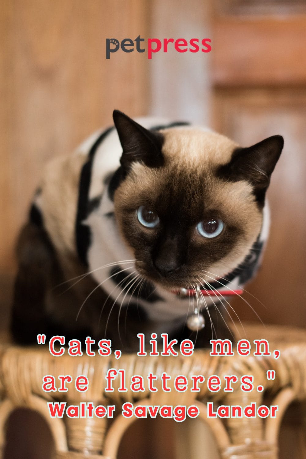 50 Best Spiritual Cat Quotes That Can Spark Your Inner Feline