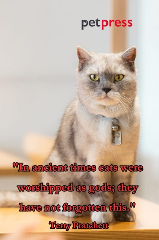 50+ Famous Cat Quotes: A Paws-itive Source of Wisdom for Life