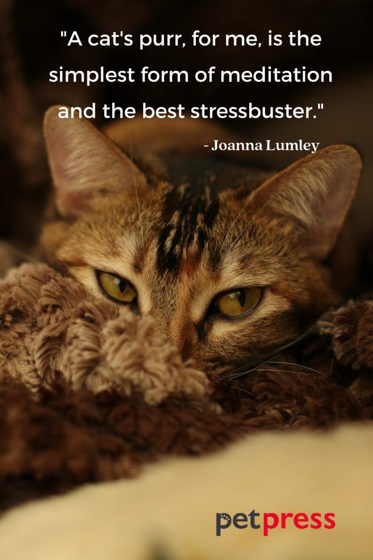 Understanding Life Through These Best 50 Cat Love Quotes
