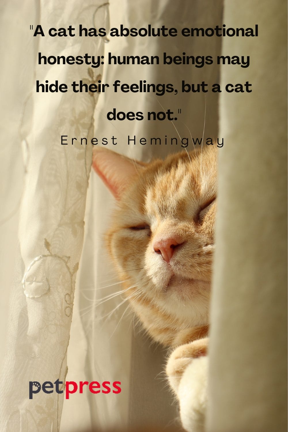 50 Inspiring Cat Attitude Quotes and the Wisdom They Impart