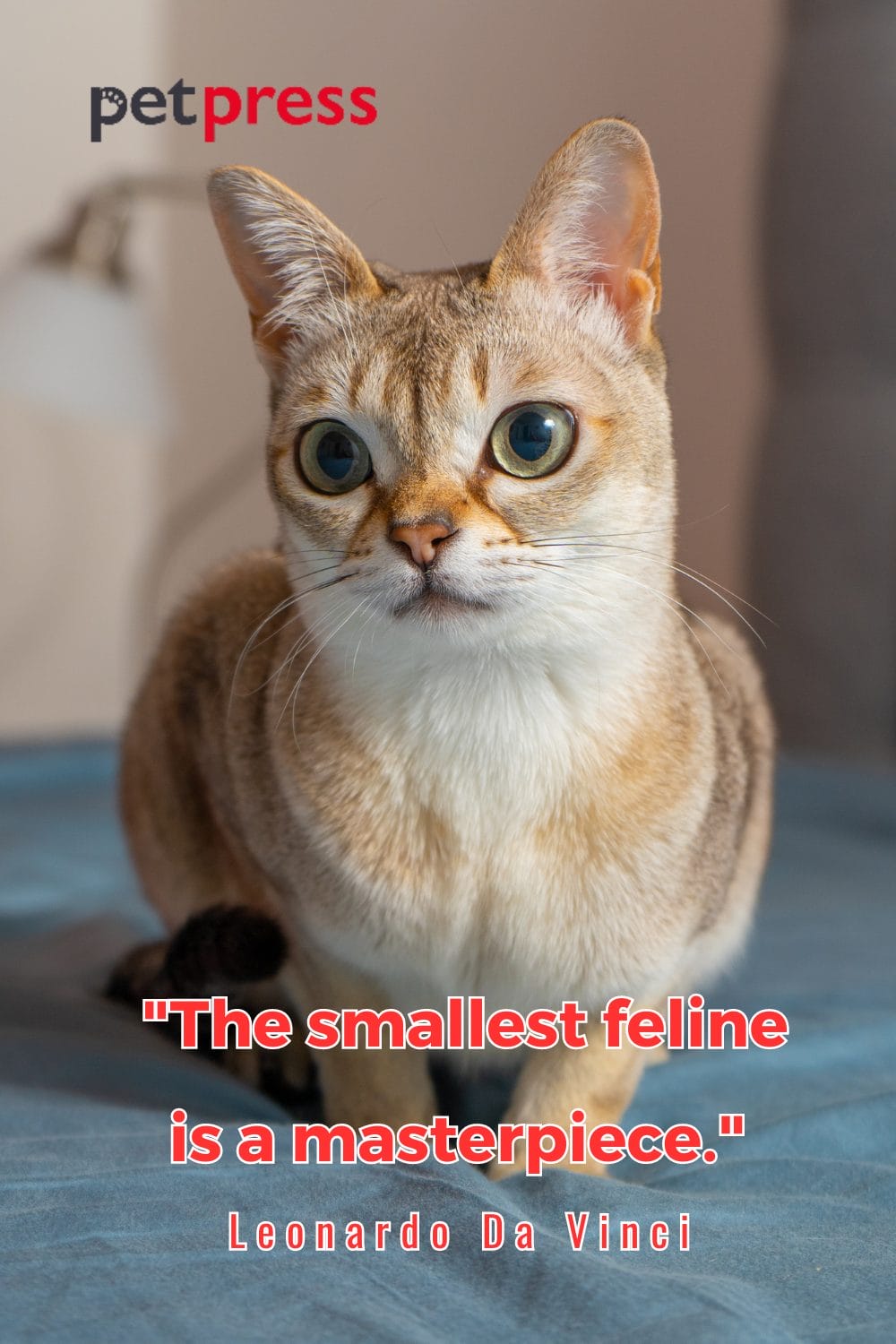 50 Purr-fect Cat Friendship Quotes and the Wisdom They Offer